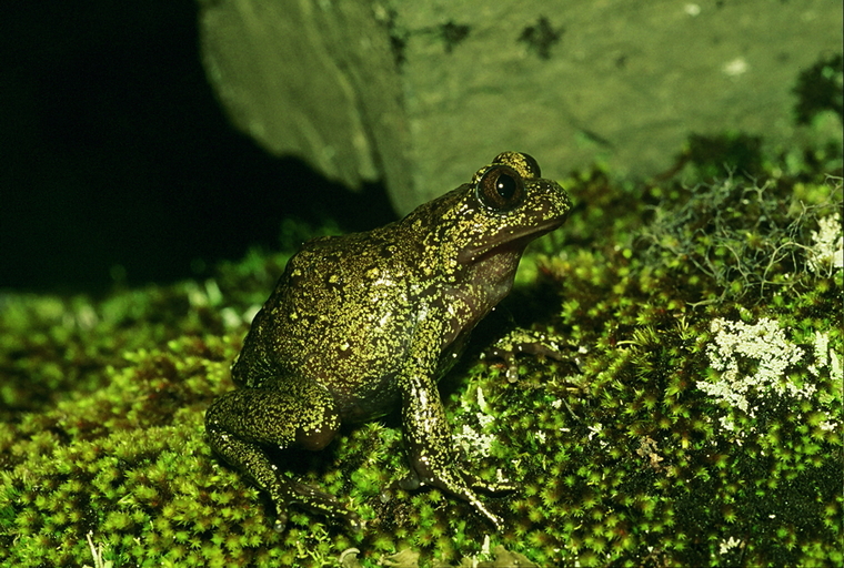 Telmatobius Verrucosus -- Earthpedia animal
