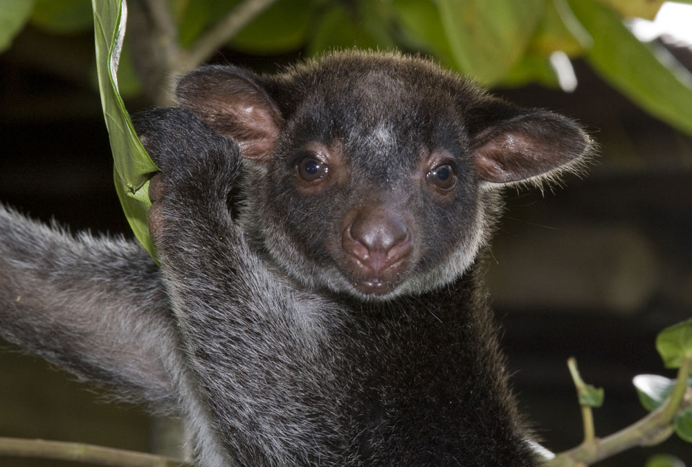 Dendrolagus Inustus -- Earthpedia animal
