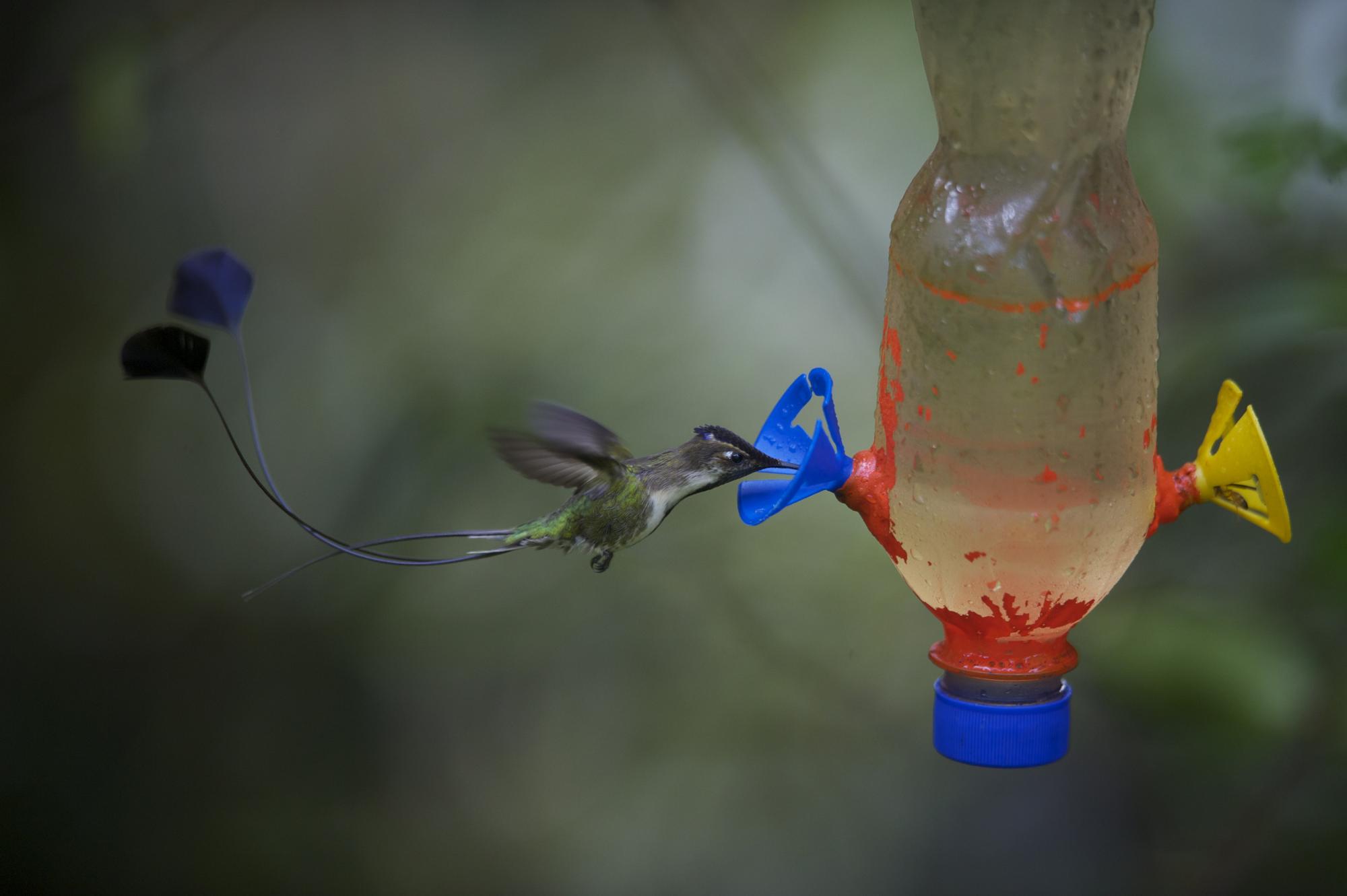 Loddigesia Mirabilis -- Earthpedia animal