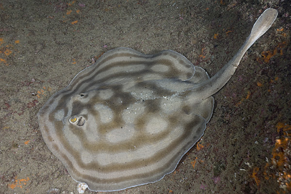 Urobatis Concentricus -- Earthpedia animal