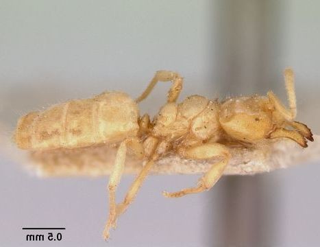 Acropyga Myops -- Earthpedia animal