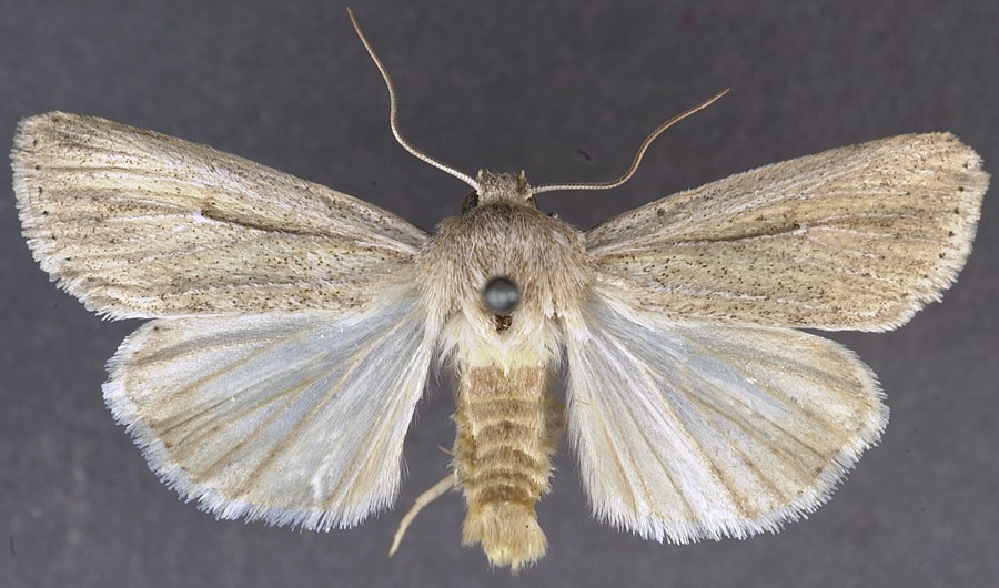 Archanara Oblonga -- Earthpedia animal