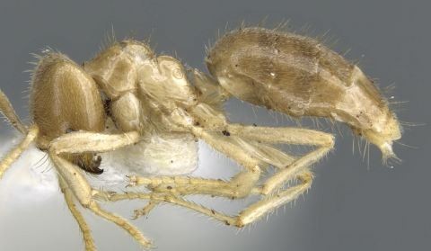 Acropyga Donisthorpei -- Earthpedia animal
