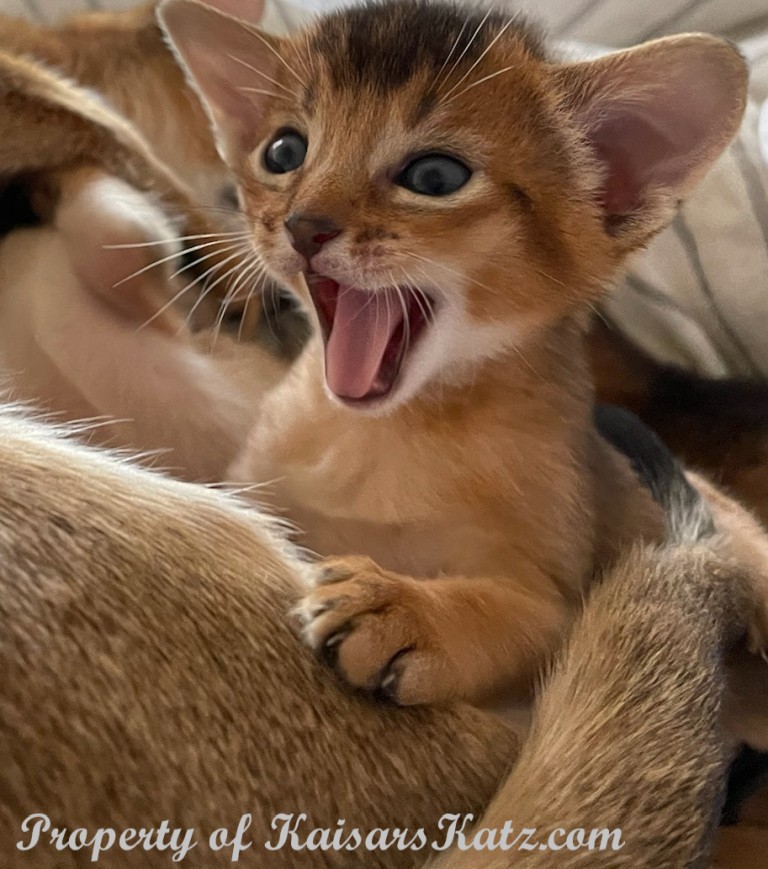 Abyssinian -- Earthpedia animal