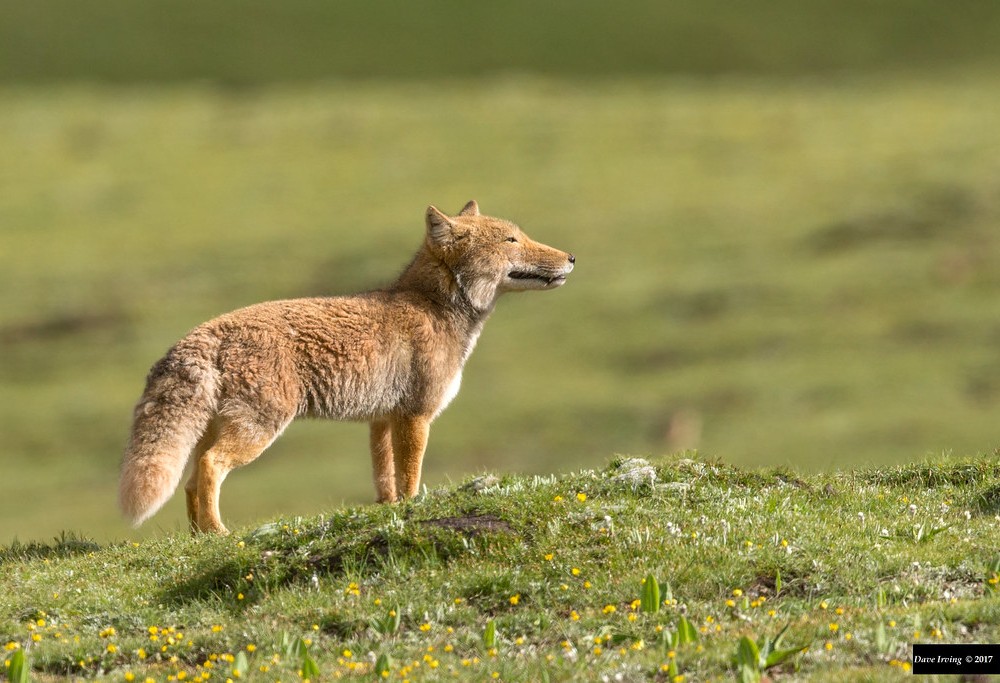 Vulpes Ferrilata